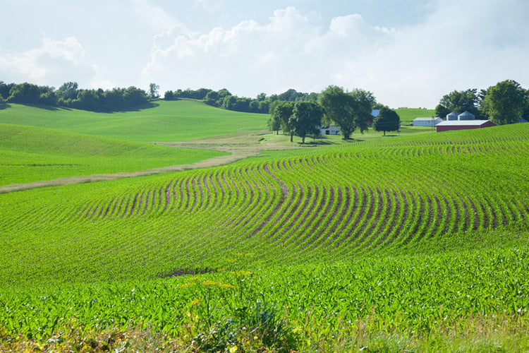 Spring Farming Tips & Advice: Must-Do for a Fruitful Season